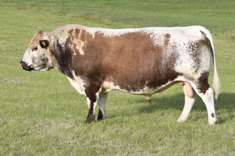 Irish Moiled Cattle: B&B Westmeath Ireland: Moile | Lough Bishop House