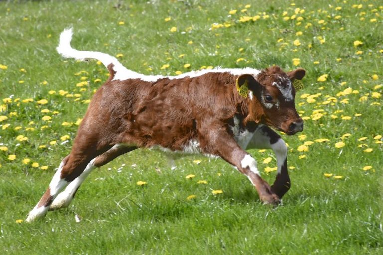 Irish Moiled Cattle: B&B Westmeath Ireland: Moile | Lough Bishop House