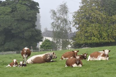 Irish Moiled Cattle: B&B Westmeath Ireland: Moile | Lough Bishop House